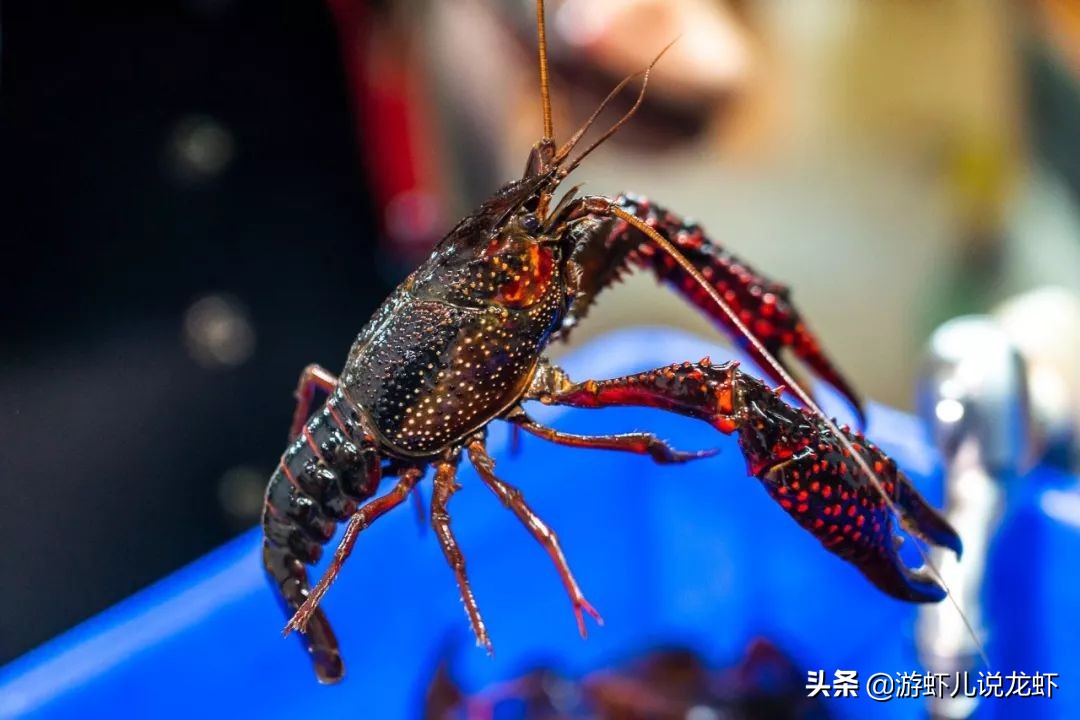 Is crayfish a lobster?5 big differences tell you that it is not a ...