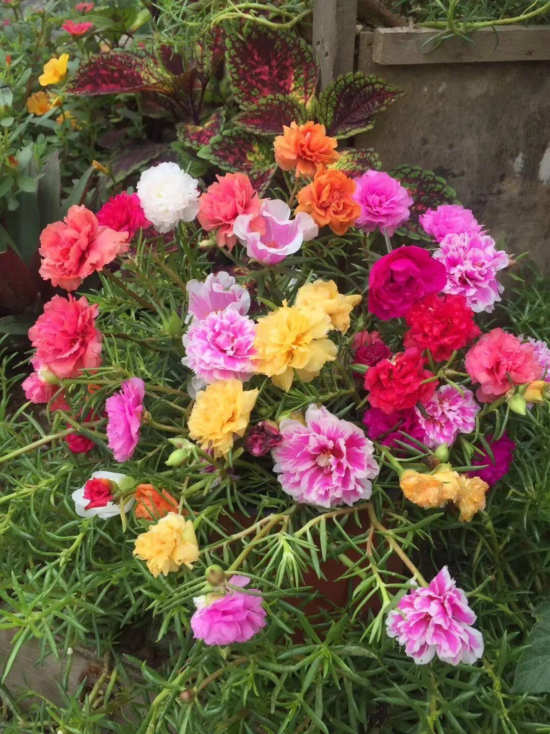 5 kinds of "rogue flowers", they will explode when they touch the soil ...