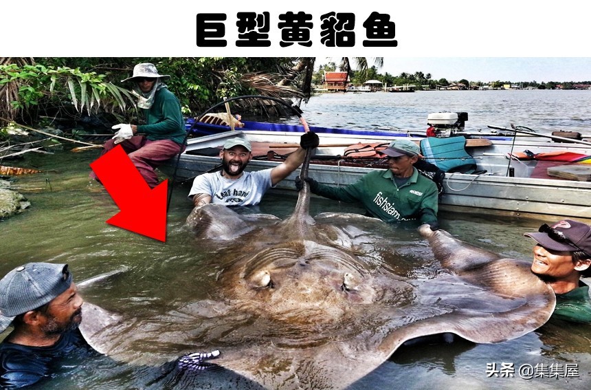 Strange discoveries in the Amazon: 10 strange creatures discovered in the Amazon over the years ...