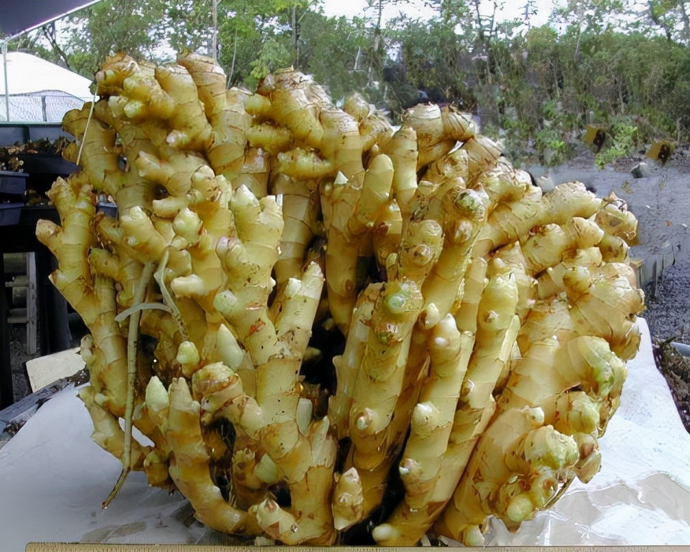 If you want to grow "potted ginger" on the balcony, you only need a ...