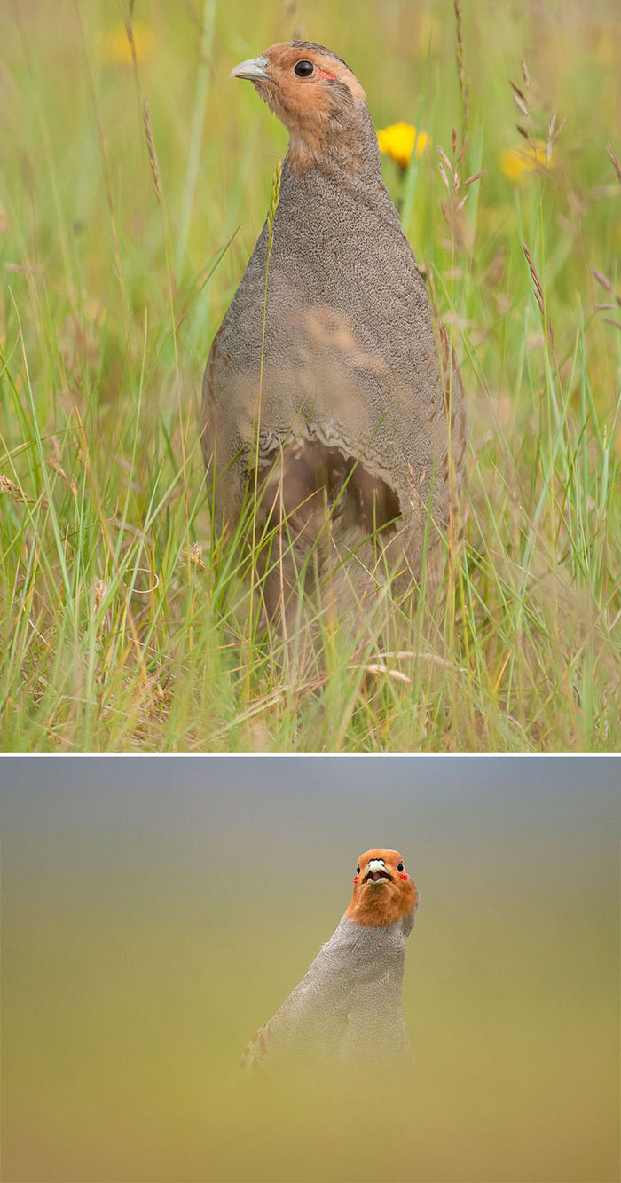 The photographer posted a bird "front VS side view" and netizens ...