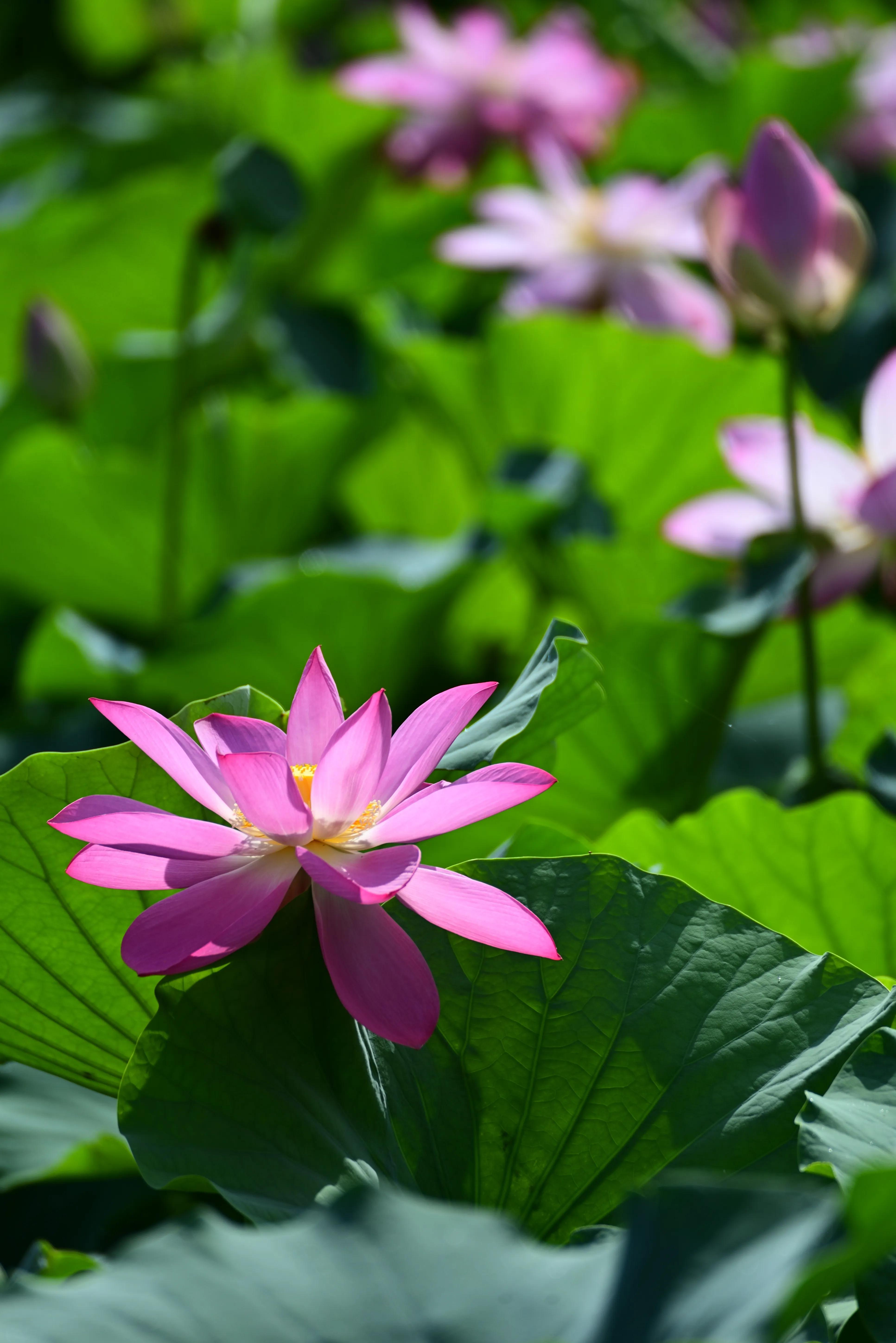 Burning lotus blossoms, Tingting out of the water (No. 70) - iNEWS