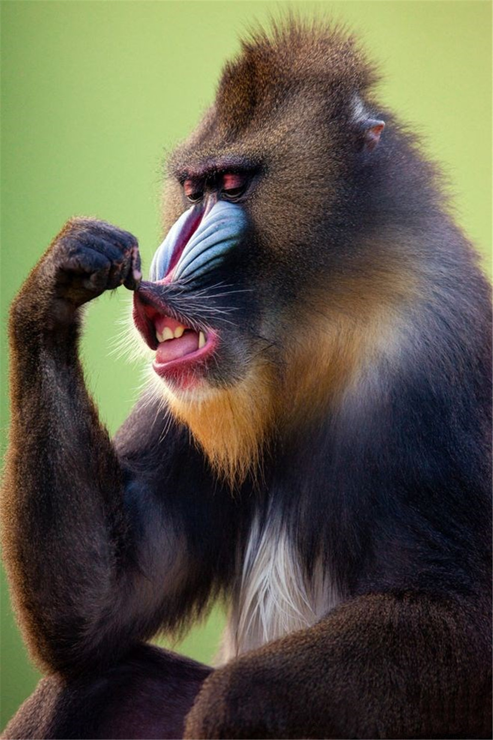 Mandrill appeared in Xiangxi?The nose is like a pig, and it has a ...
