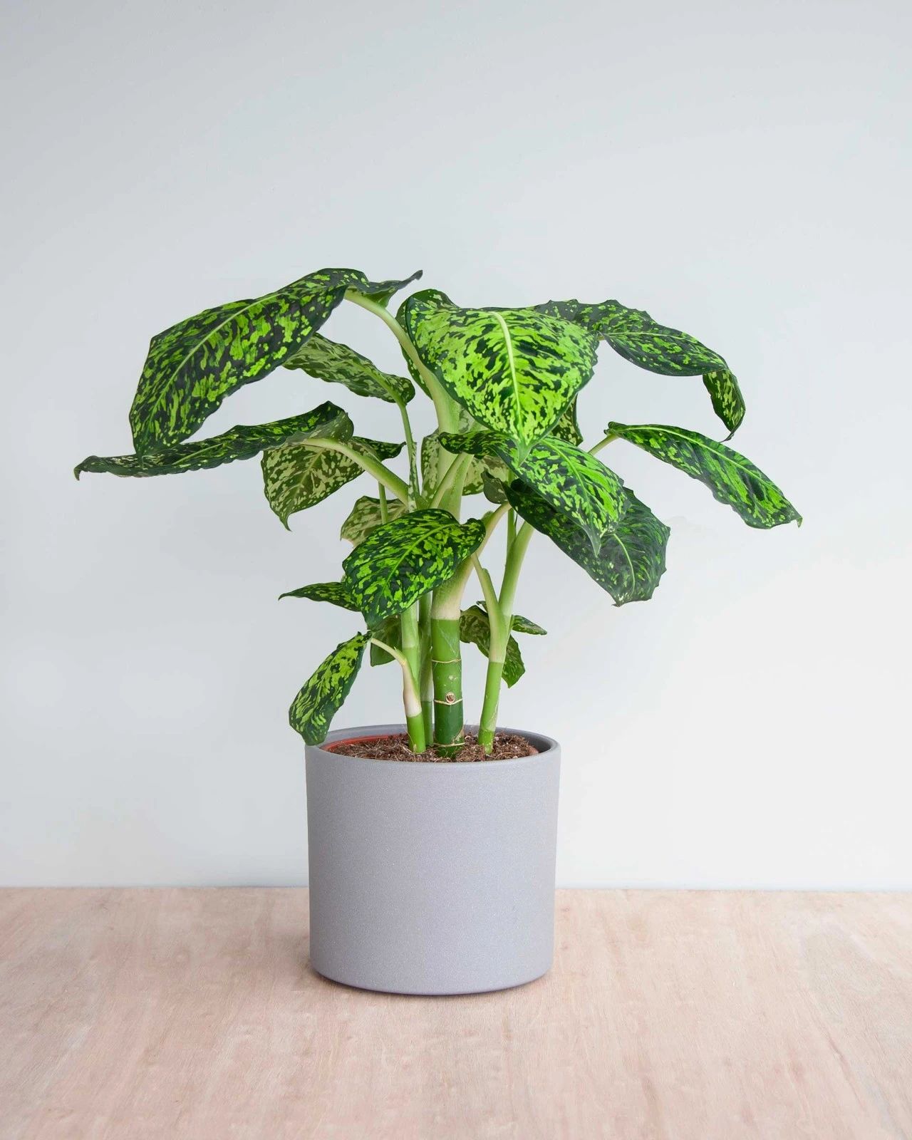 The unnaturally beautiful three-color camouflage rough rib grass, you ...