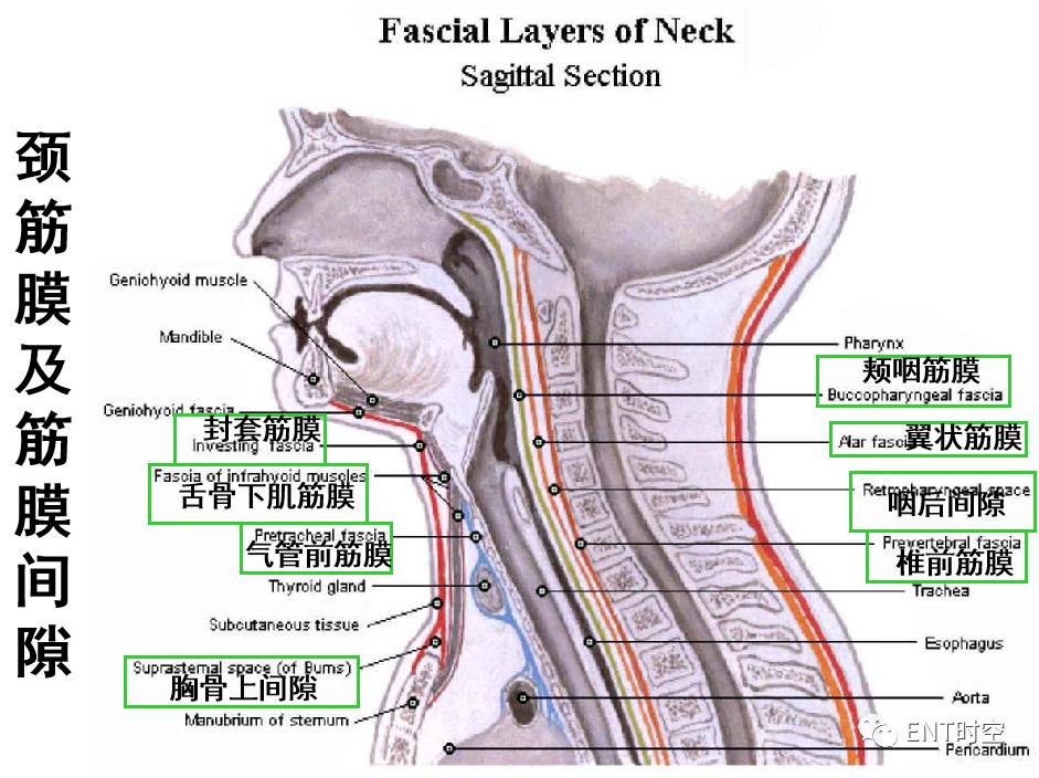 Cross-sectional anatomy of the neck and larynx (including: CT images ...