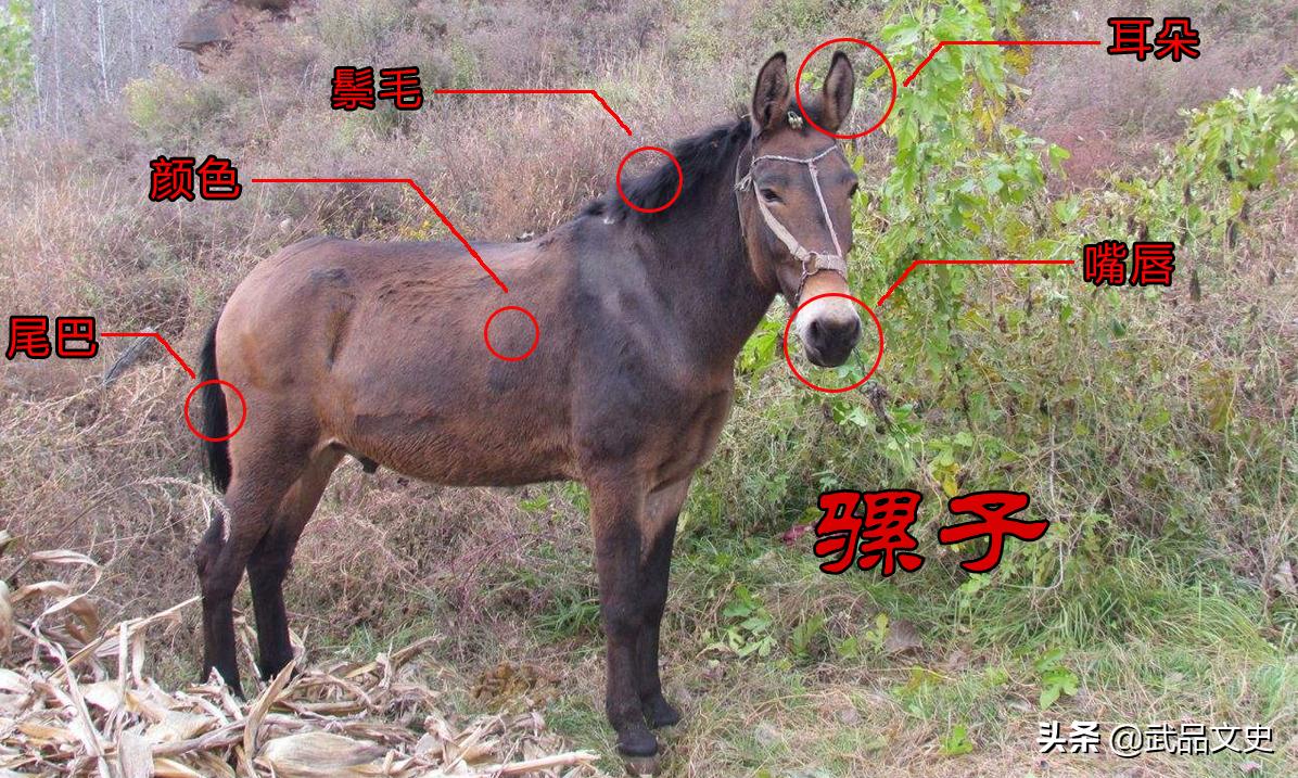 As the saying goes: "Donkey meat is fragrant, horse meat is smelly, and ...