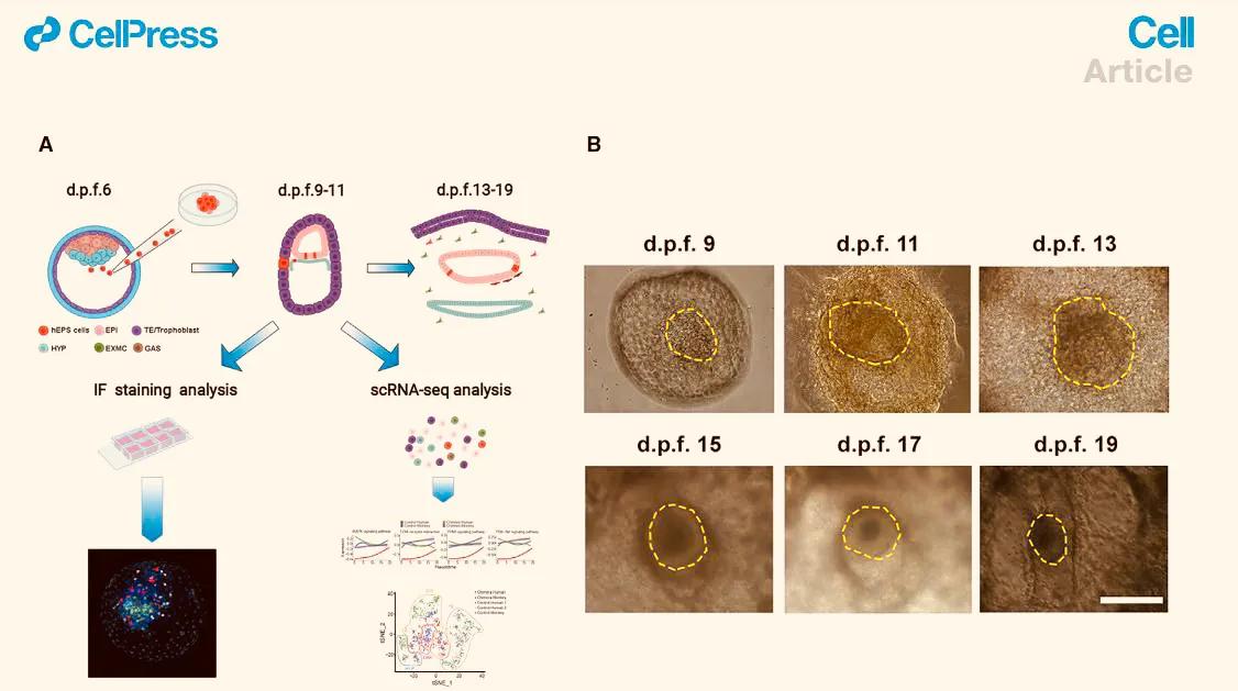 A new breakthrough in human-monkey hybrid embryo experiment, the ...