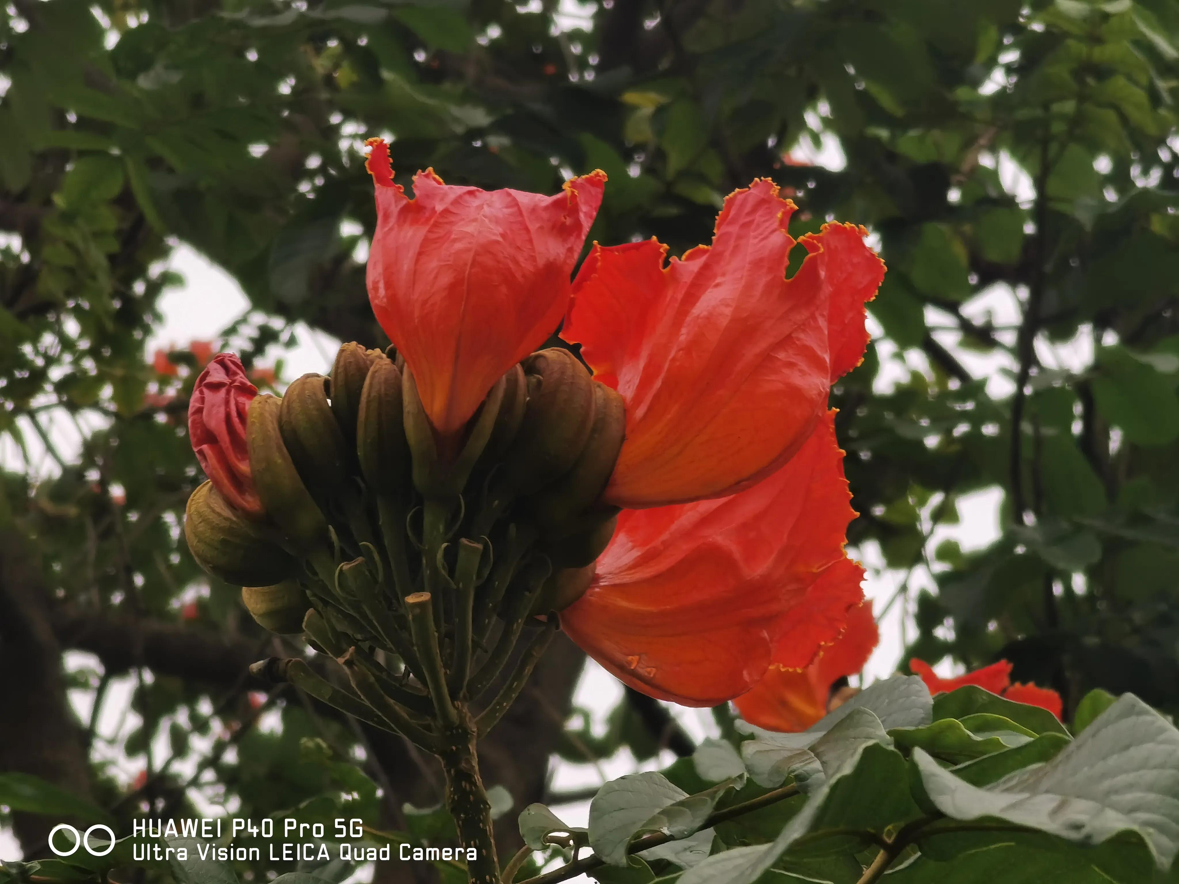 The National Tree of the Gabonese Republic—The Flame Tree - iNEWS
