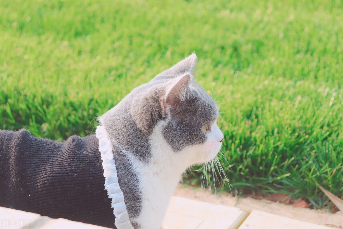 Do cats need to be dewormed regularly - iNEWS