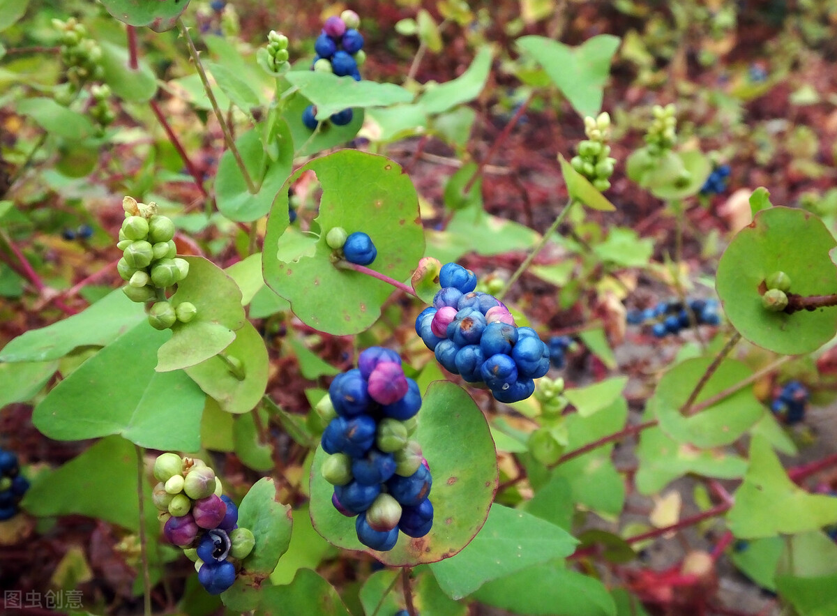 The blue is unusual, 18 different blue fruit plants, you have seen a ...