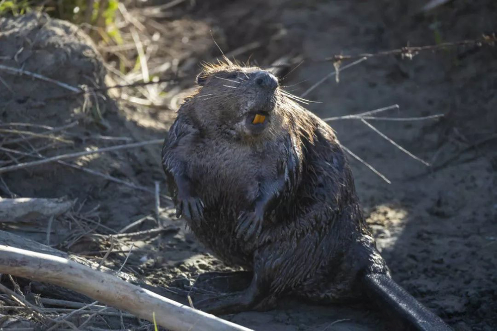 "Princess Beaver" stood on the UN podium, this kind of small animal has ...