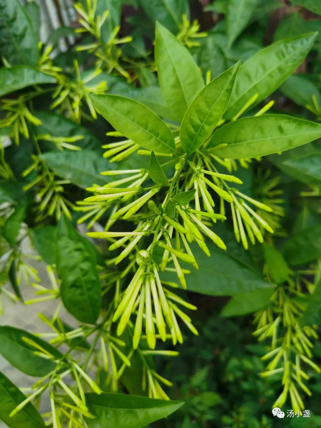 Night scented tree - iNEWS