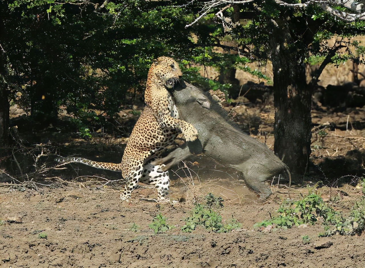 rare!Four North China leopards appeared in Shanxi. Can the "king of the ...