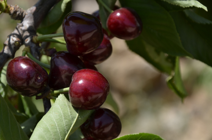 Cherries contain cyanide, cyanide is highly toxic, will I be poisoned ...