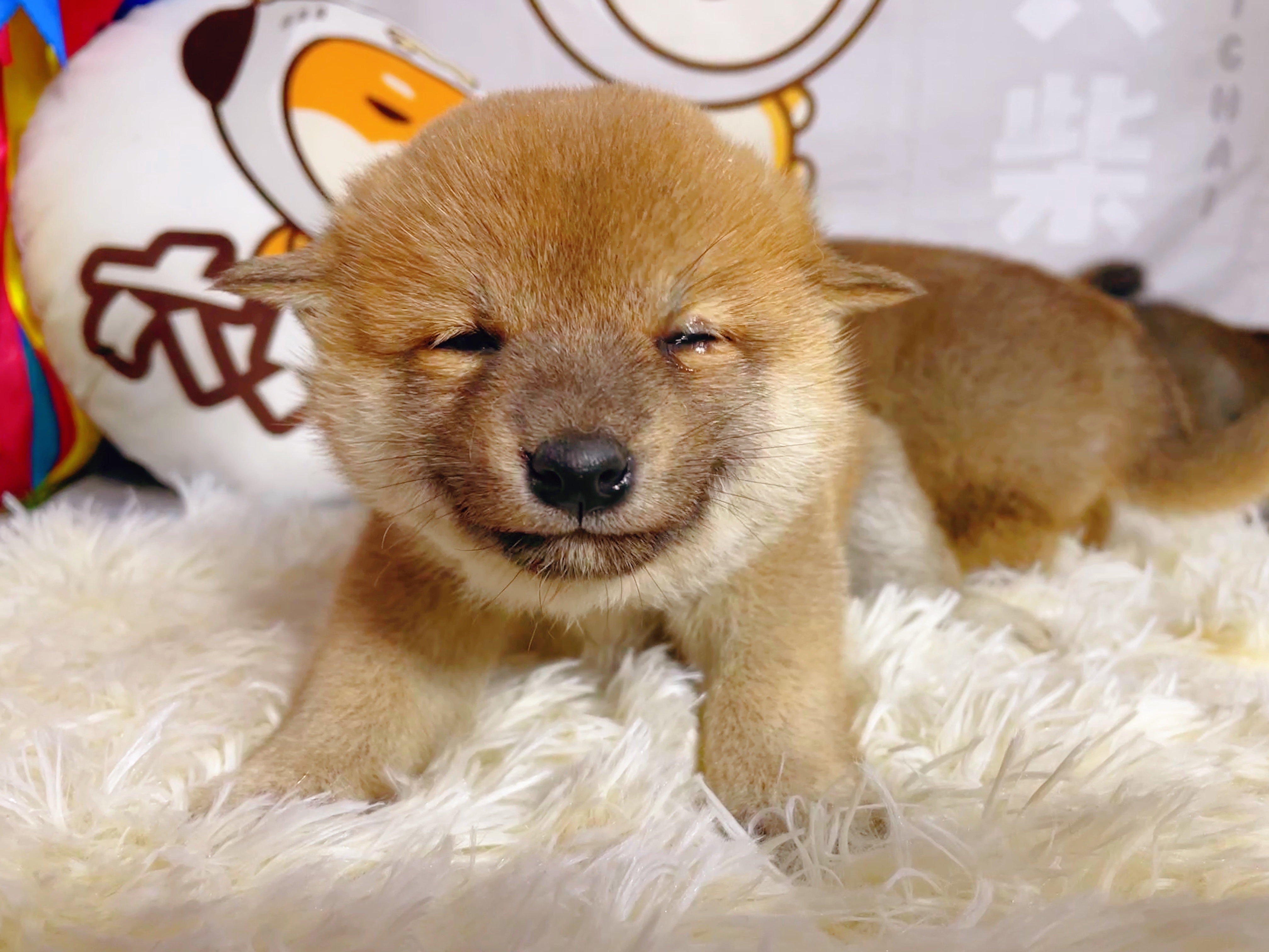 Is Shiba Inu afraid of cold?Do Shiba Inu need to wear clothes in winter ...