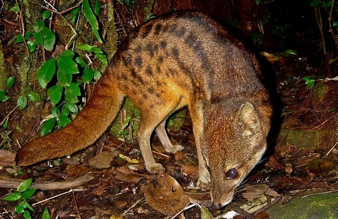 Madao Civet: The longest mating animal, in fact, their purpose is very ...