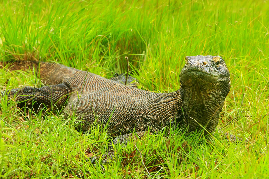 Indian quirks-lizard boy: eat a lot of lizards every day - iNEWS