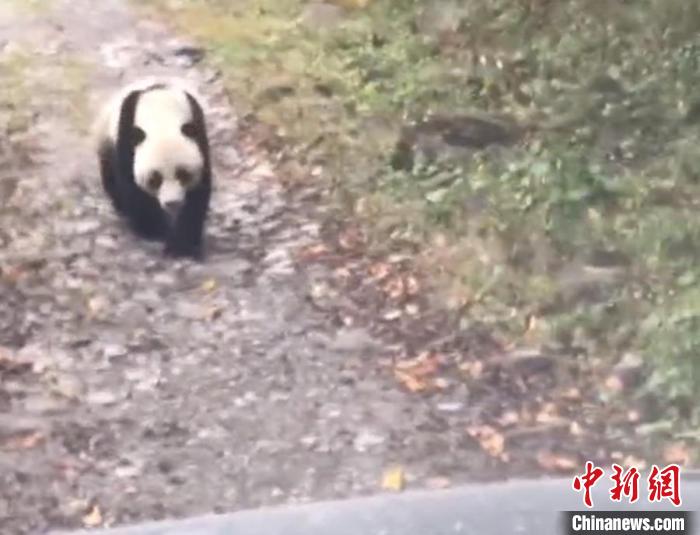 Baoxing, Sichuan: Herders went up the mountain to feed the yak and met ...