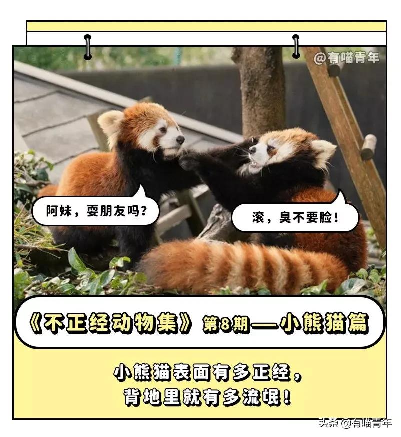 Internationally certified as the cutest cat, OO has no fur? - iNEWS