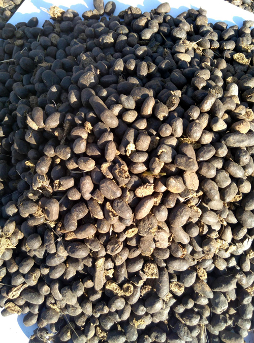 The advantages and disadvantages of sheep dung, some are suitable for ...