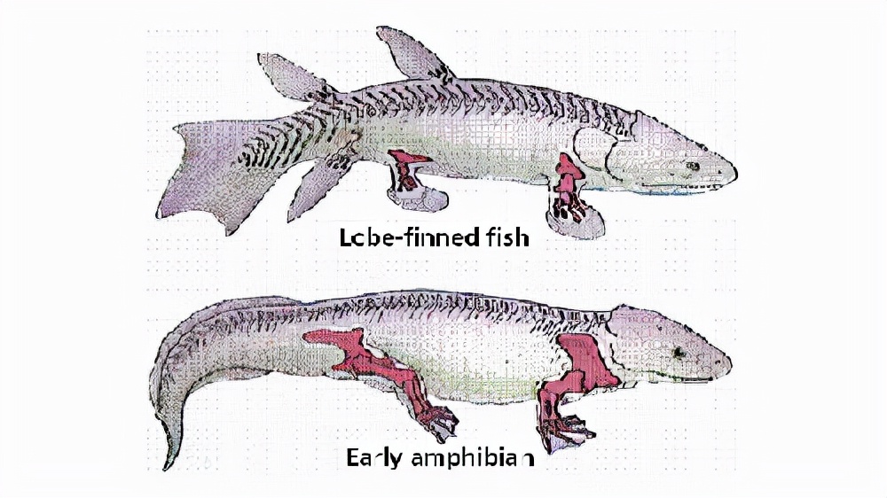 Scientist: Humans all evolved from fish. How did fish evolve into ...