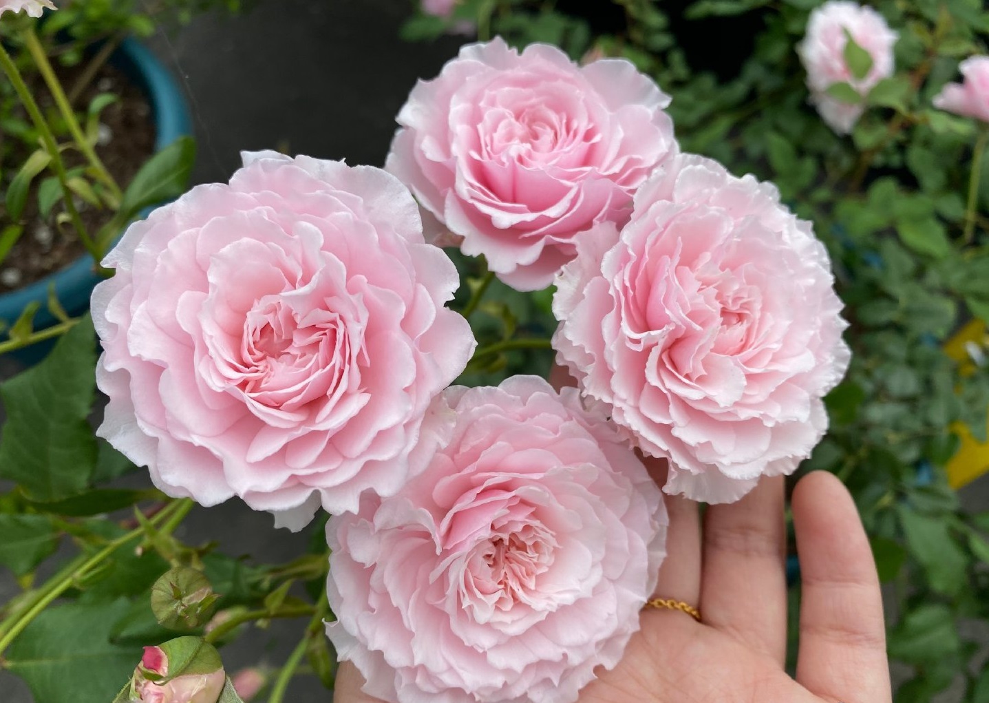 Is your balcony still short of flowers?Raise a "Misaki Nadeshiko ...