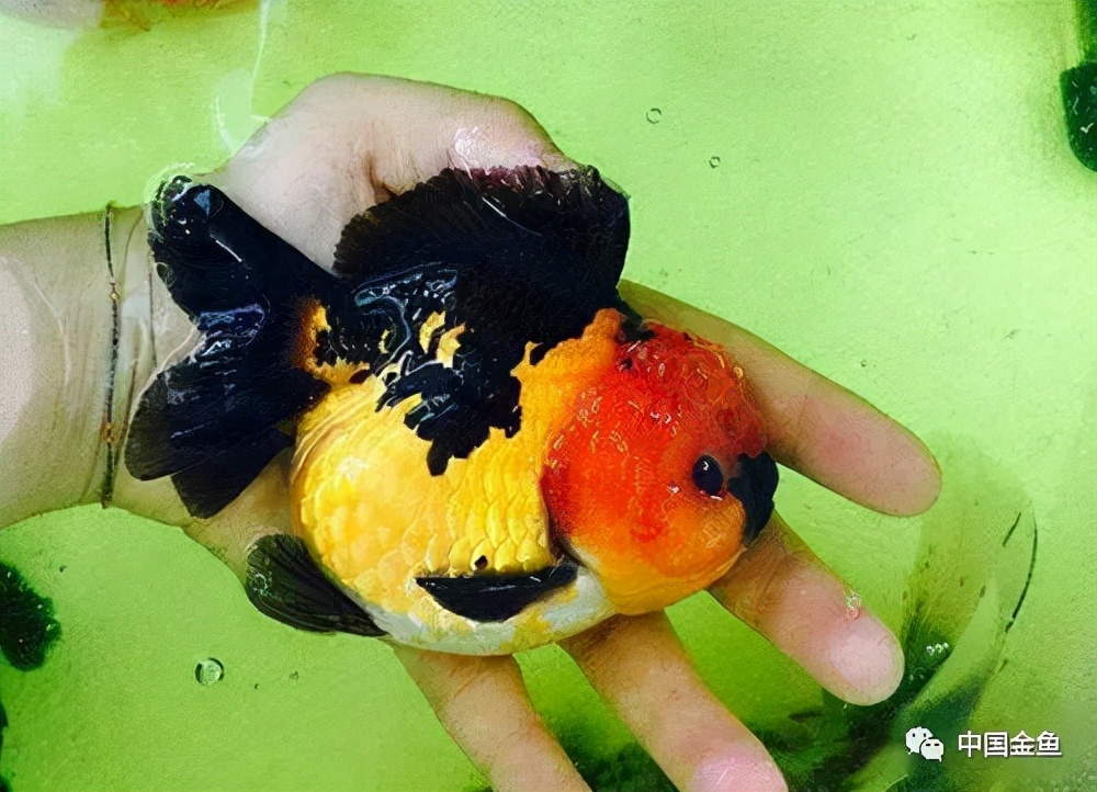 The mystery of the three transformations of goldfish - iNEWS