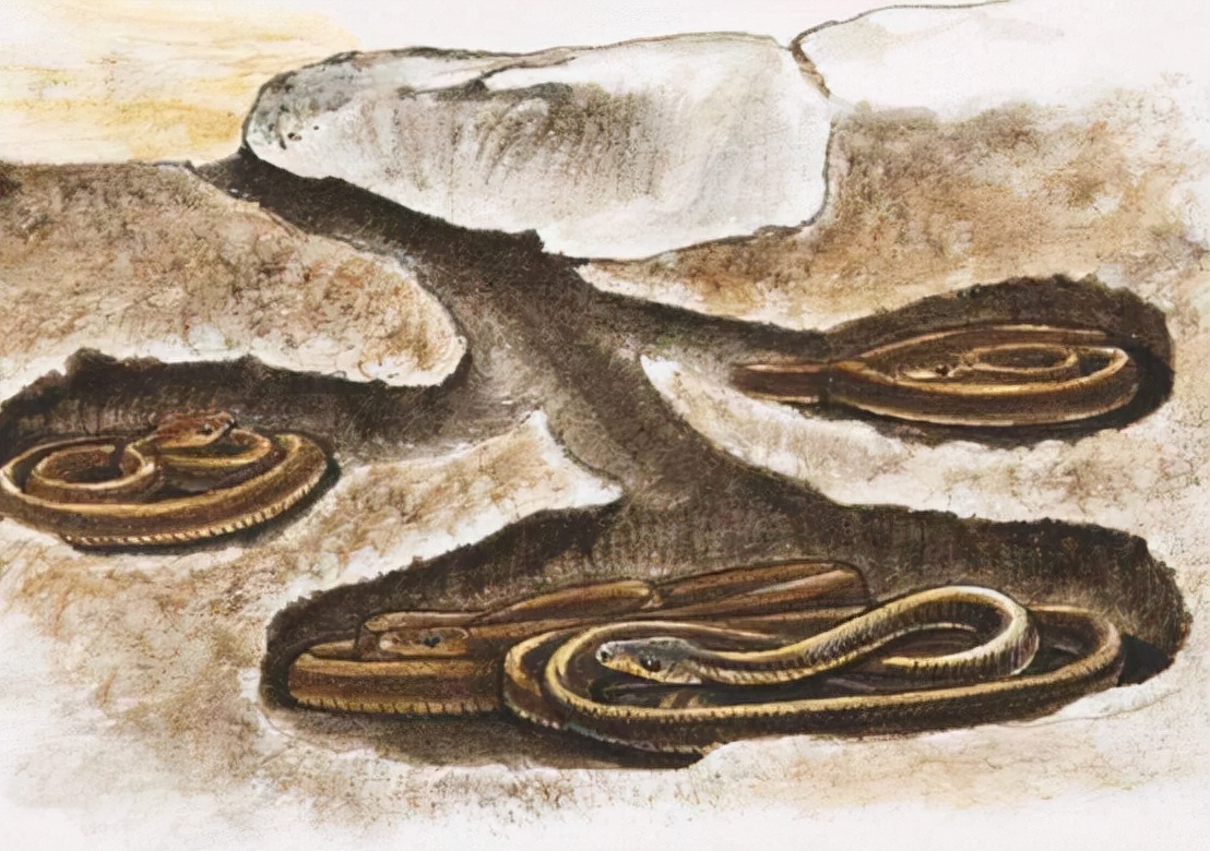 When do snakes hibernate?There are still a large number of snakes in ...