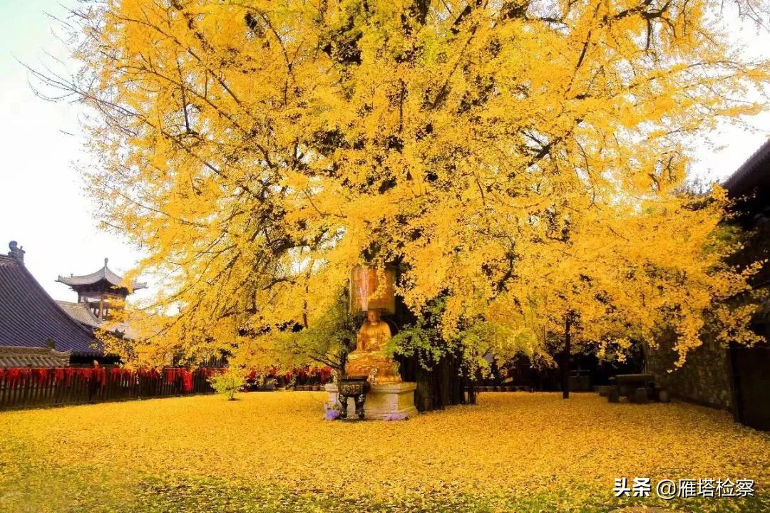 The ginkgo tree in the ancient Guanyin Temple is sick! - iNEWS