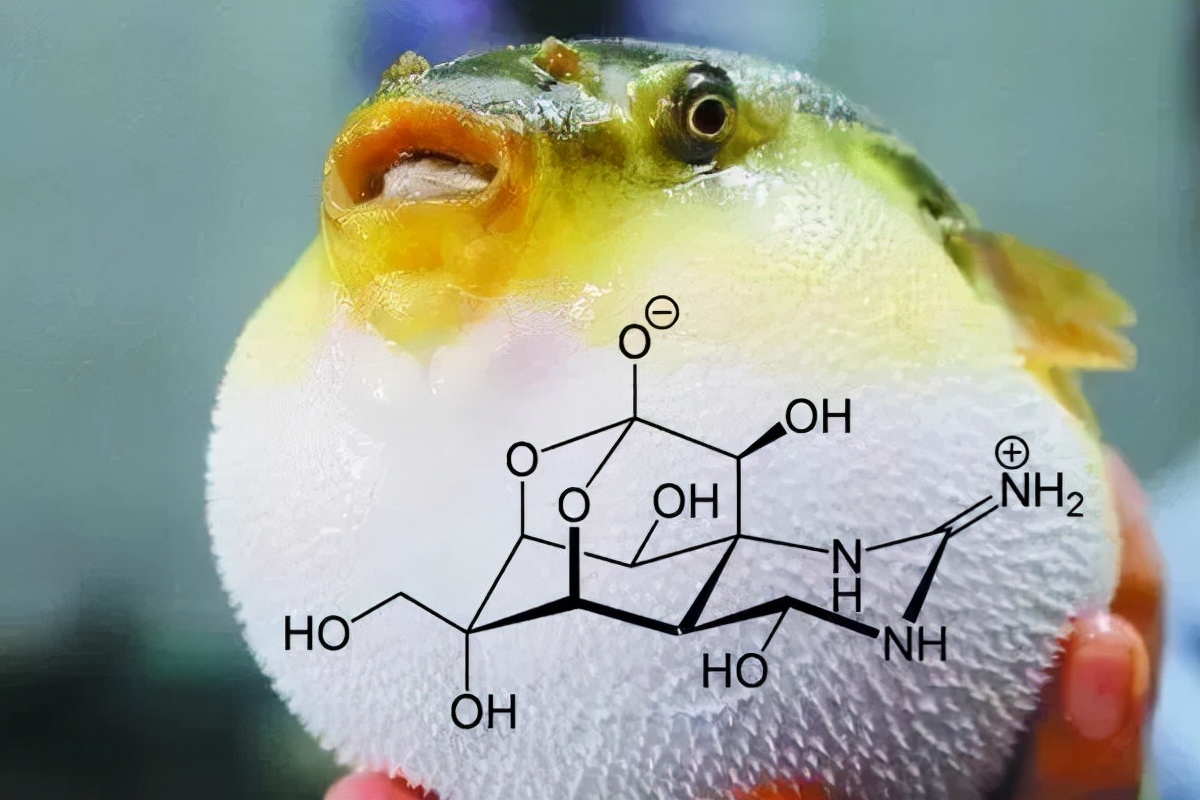 The pufferfish is full of toxins, why does it arouse the "evil desires ...