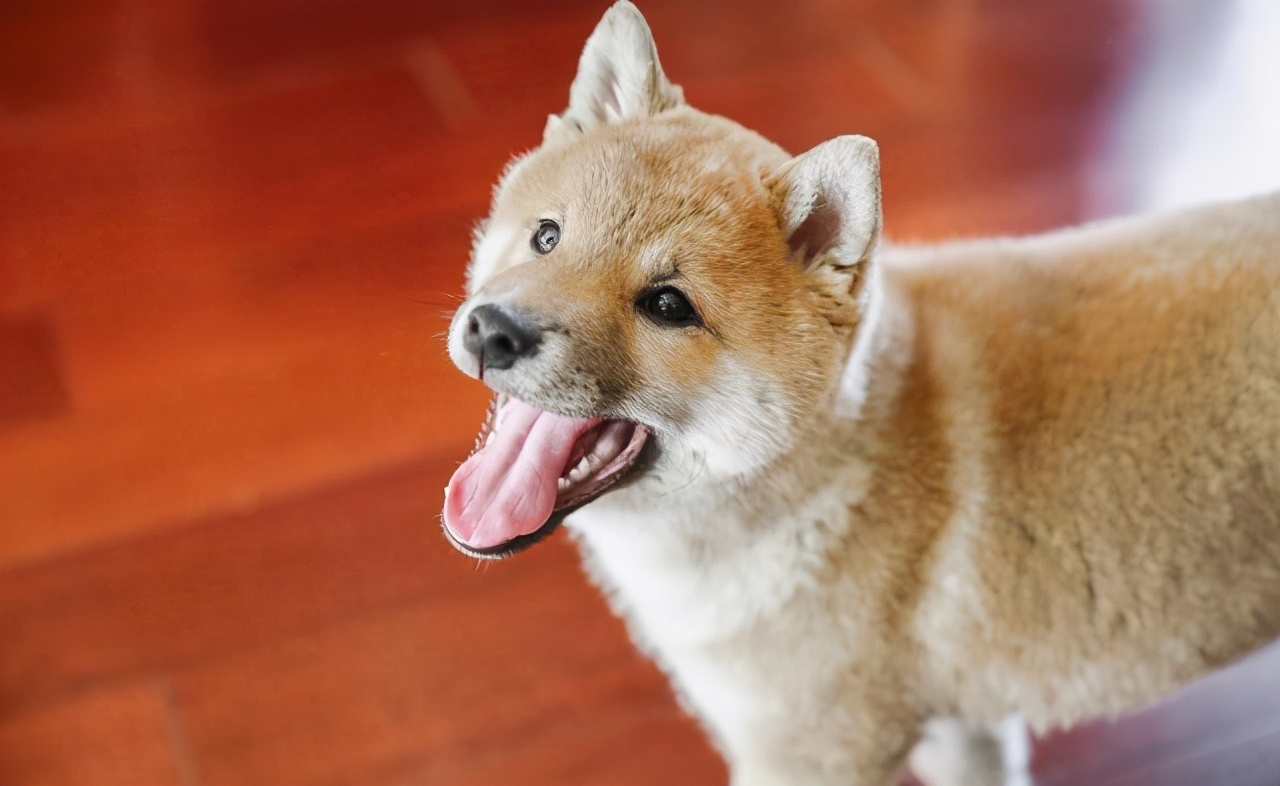 The tooth-extracted Shiba Inu has been found, and the gums have not ...