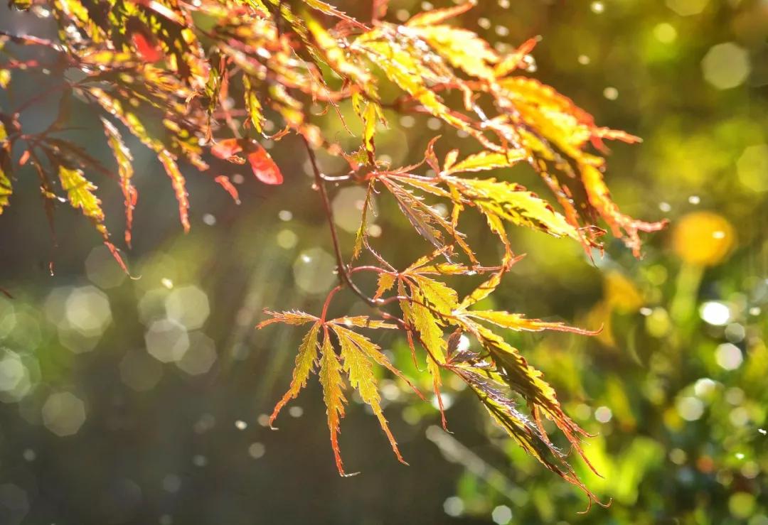 Autumn rain is slightly cool, 35 poems, show you the beauty of autumn ...