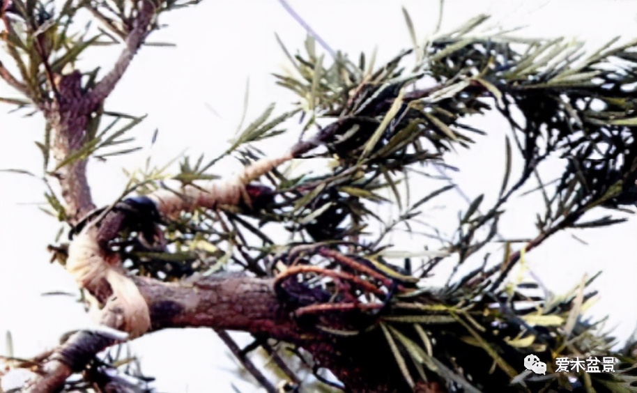 A Luo Han Song's initiality - iNEWS