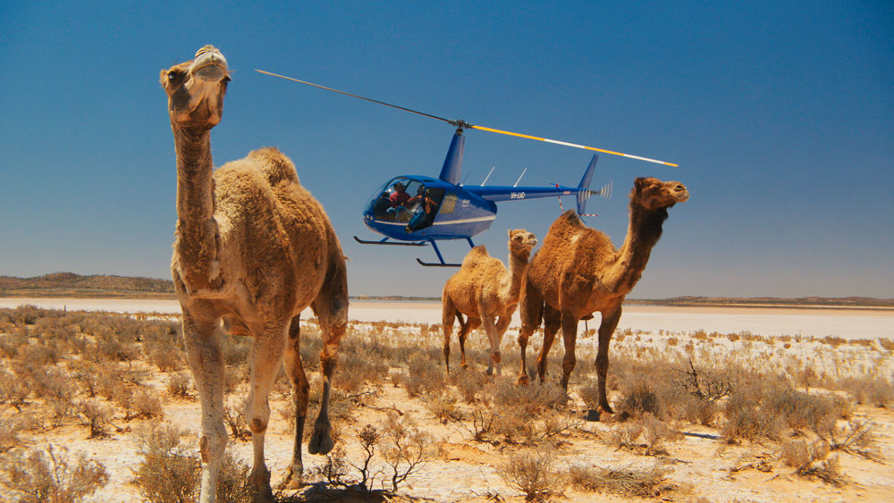 Wild camels are flooding in Australia, and there is a war between ...