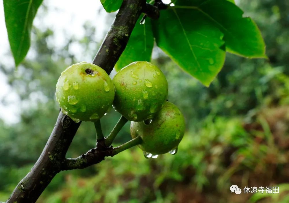 The legend of "Nine Lions and One Elephant" in Xianyan is the first ...