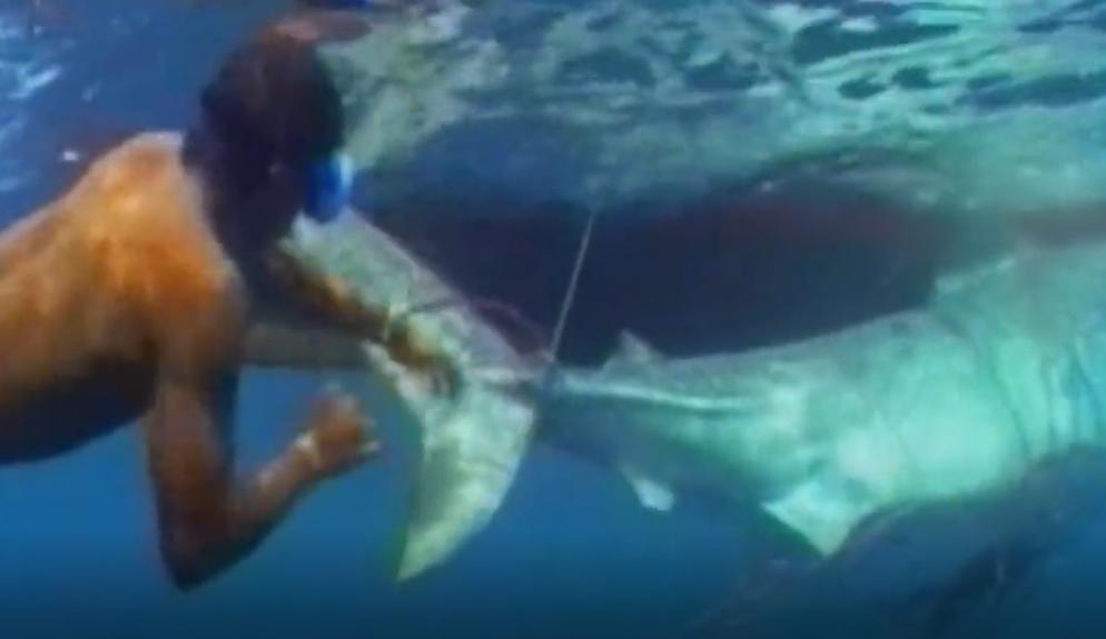 The Indonesian shark catchers have inherited from generations to ...