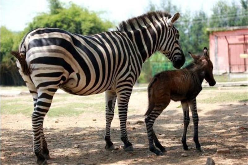 Do you know what hybrid animals are in the world? Some are natural ...