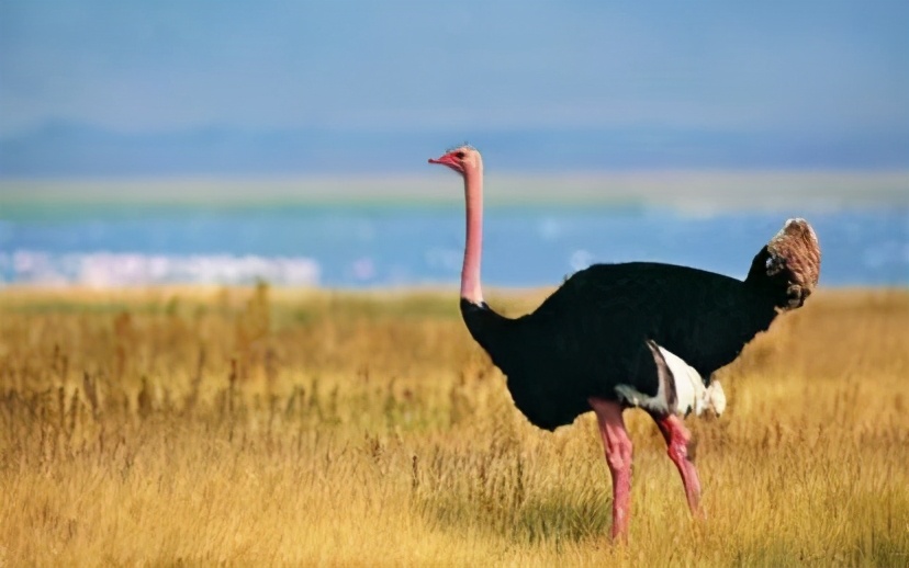How do flightless ostriches survive and multiply on land - iNEWS