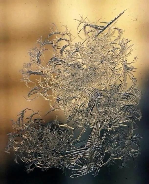 Ice window flower, it's back - iNEWS