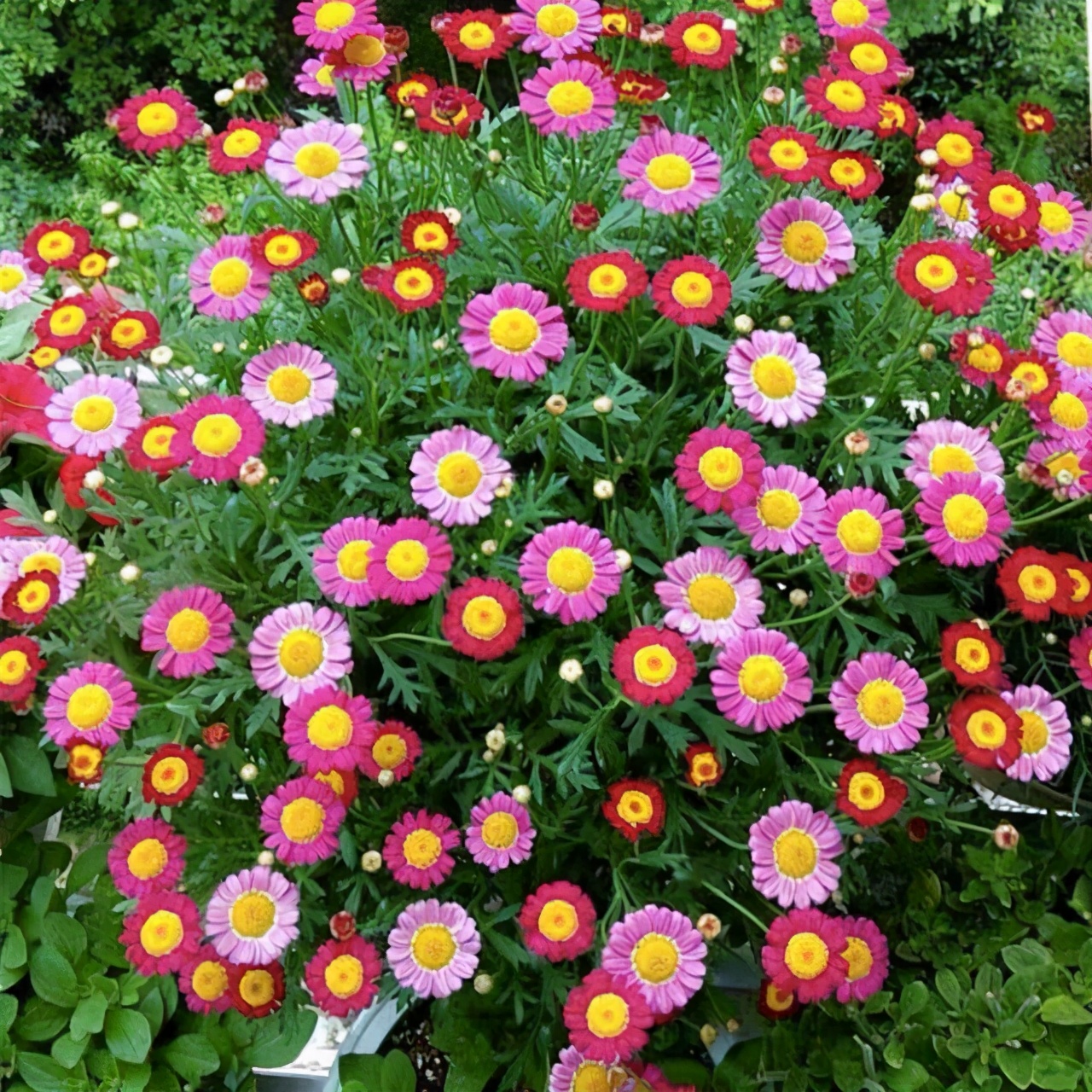 Visit the flower market in May and see eight kinds of flowers. Don't ...