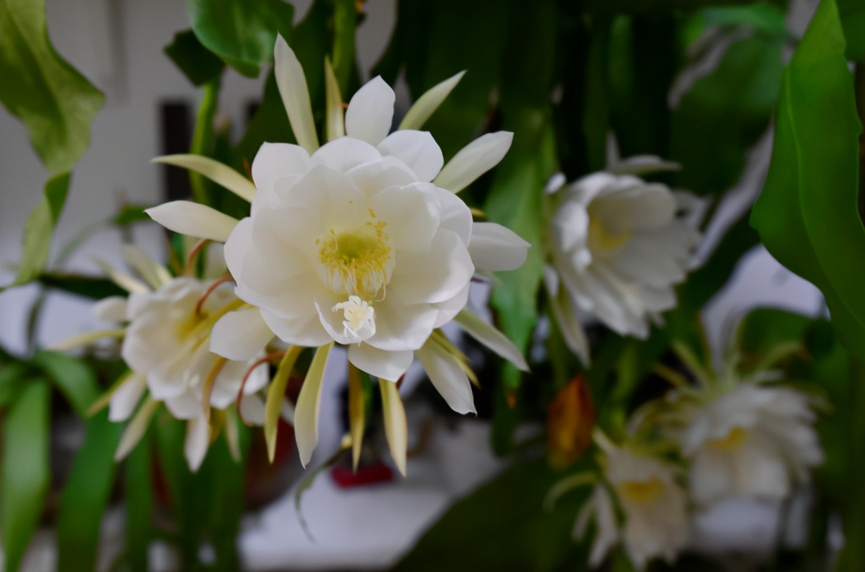 The epiphany has already entered the flowering period. If you want to ...