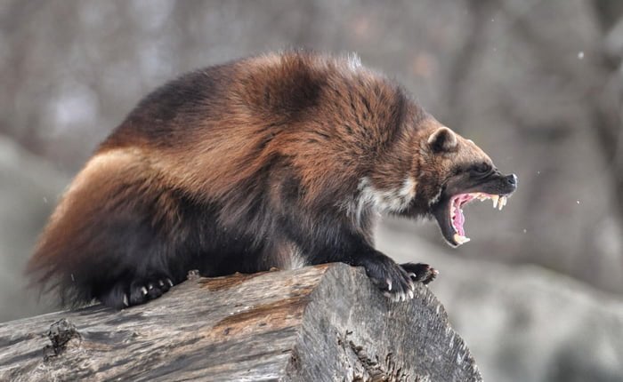 Pitbull vs. Wolverine, the peak match between domestic and wild, who is ...