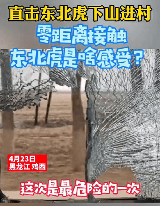 A tiger can slap a car window with a slap, and a poisonous snake has ...