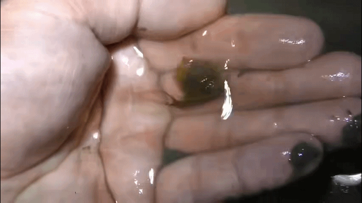 After the Arizona monsoon, hundreds of three-eyed dinosaur shrimp ...