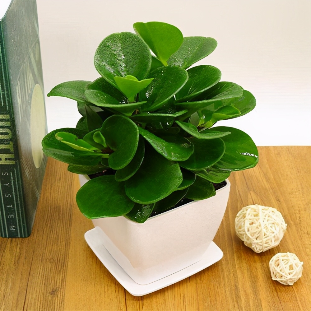 Watercress green, evergreen in all seasons, what should you pay ...