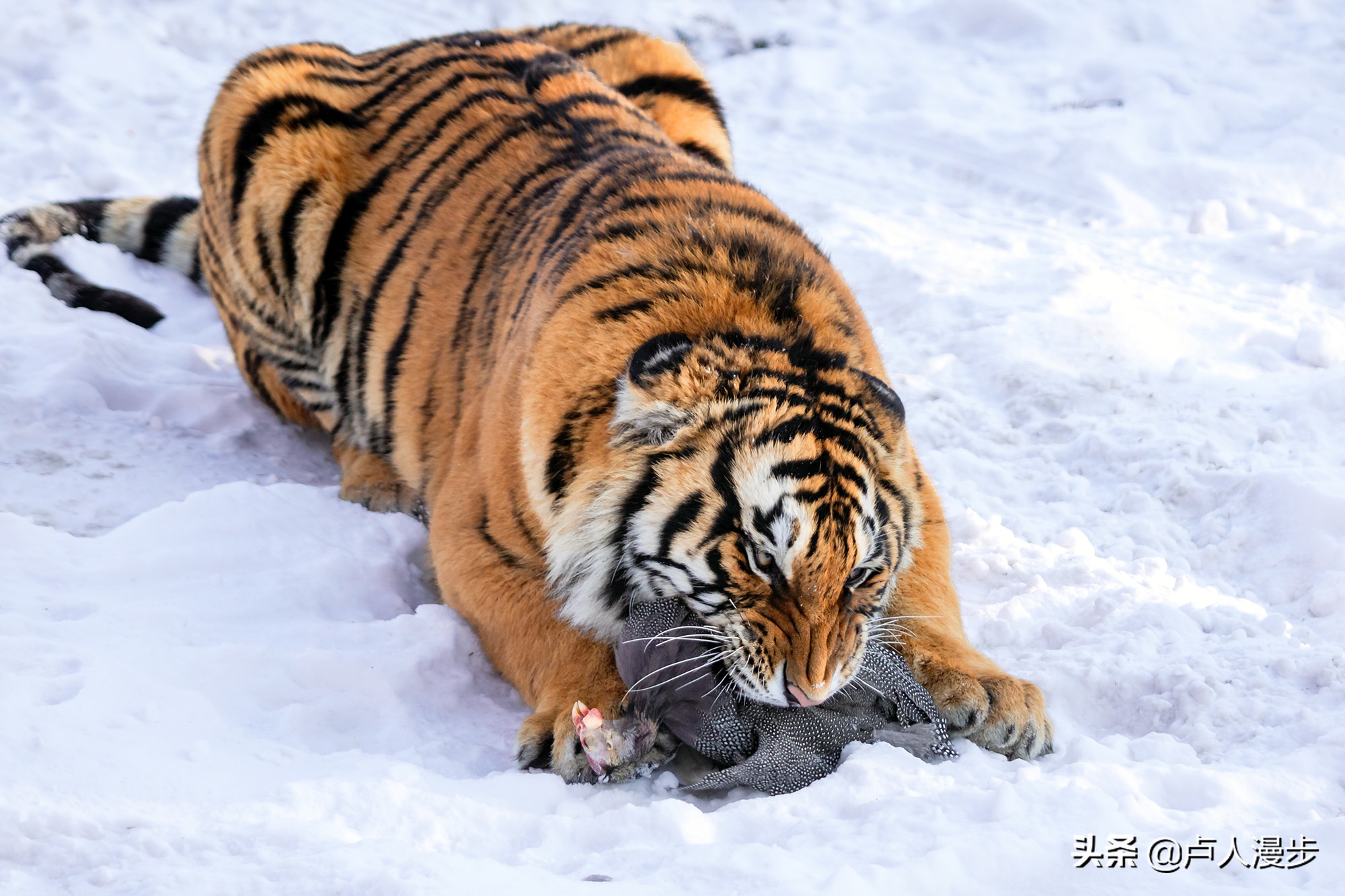 The Siberian tiger hurts people and arouses attention to the Tiger ...