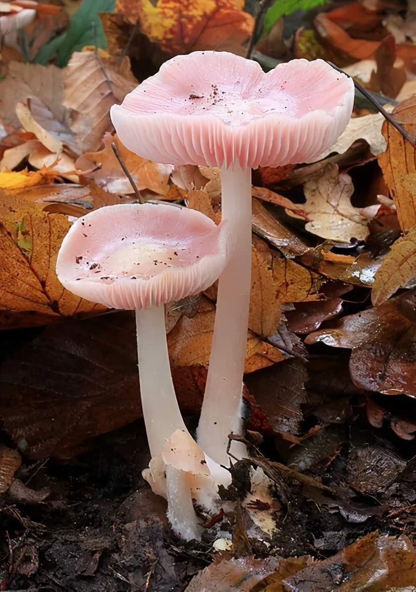 Unbelievable rare mushrooms - iNEWS