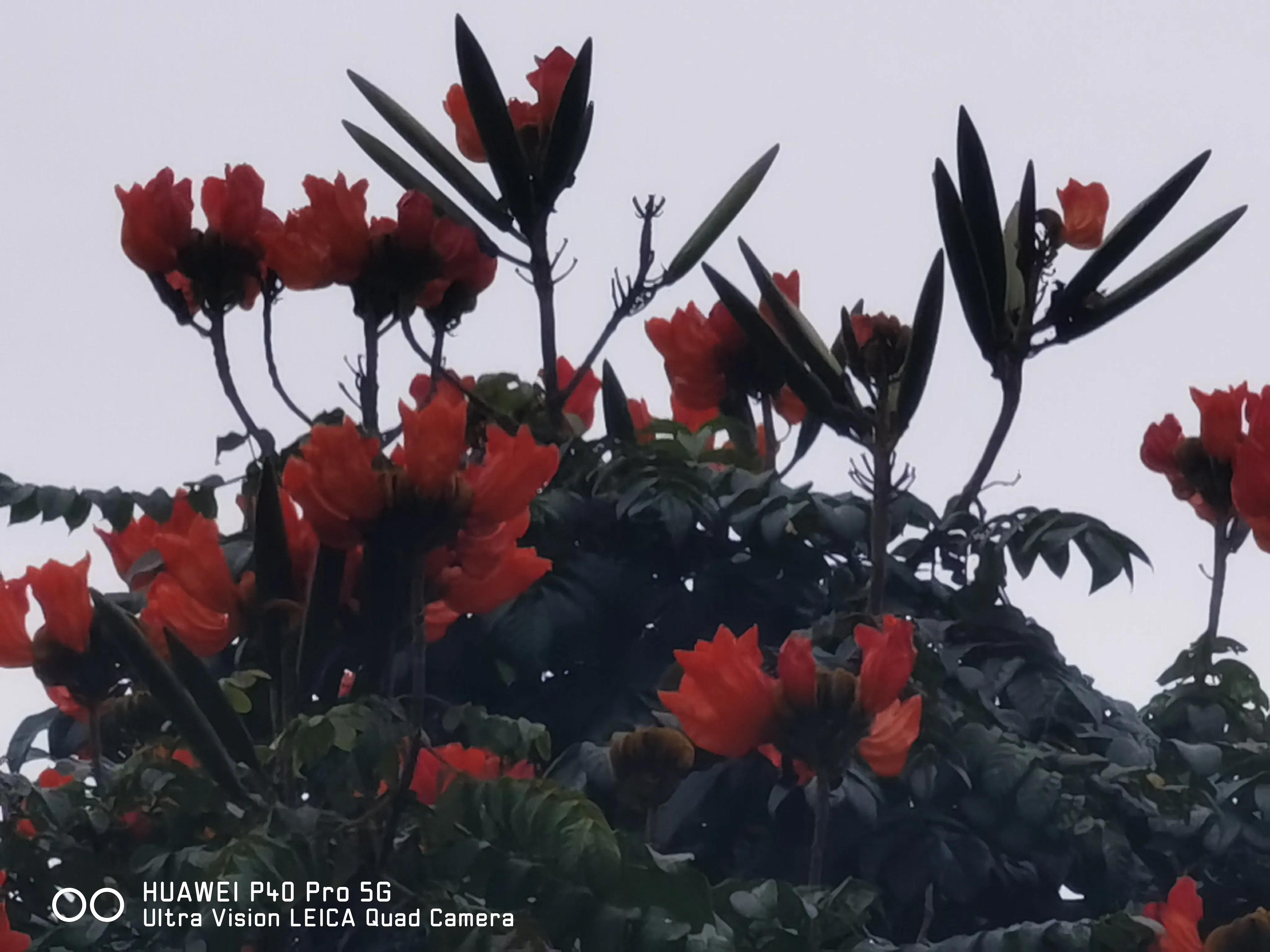 The National Tree of the Gabonese Republic—The Flame Tree - iNEWS