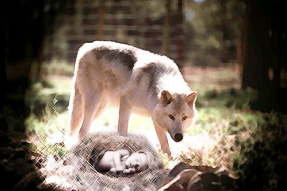 Why do wolves raise human babies instead of eating them when they meet ...