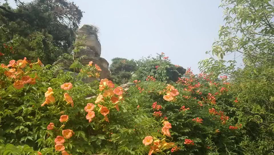 Song Yan (original debut) ability to coordinate and show weakness - iNEWS